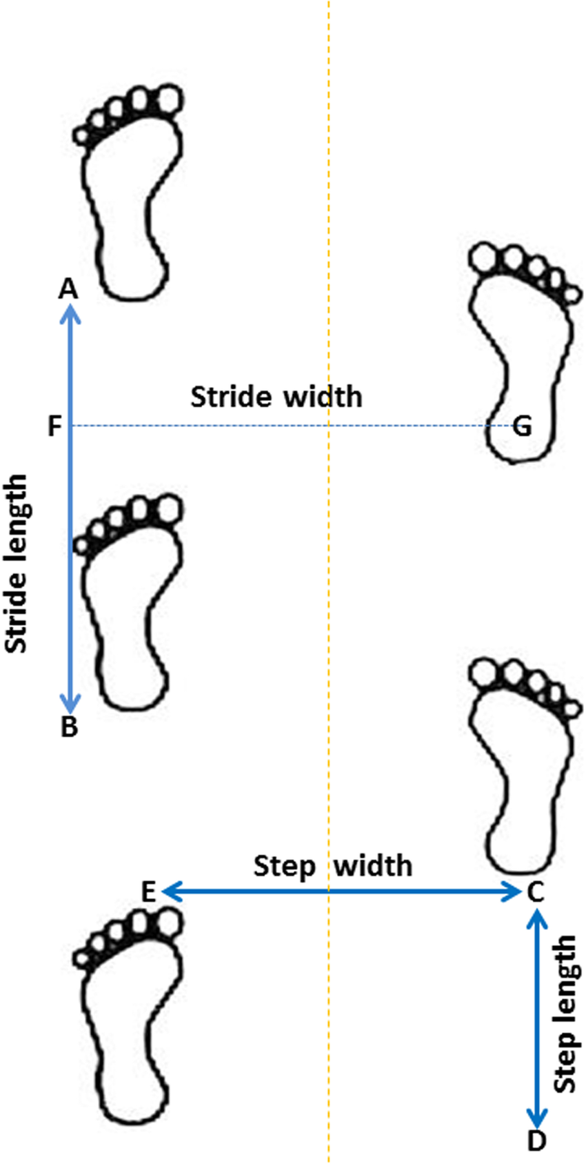 Women Fitness| A Wholesome Guide to Women Health & Wellness